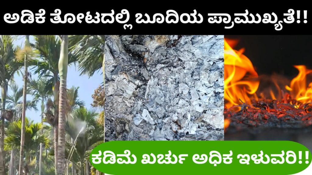 Wood Ash in Adike :: ಅಡಿಕೆ ತೋಟದಲ್ಲಿ ಬೂದಿಯ ಪ್ರಾಮುಖ್ಯತೆ!! ಕಡಿಮೆ ಖರ್ಚು ...